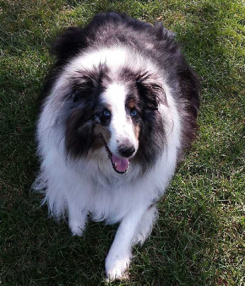 CISR - Sheltie Colors